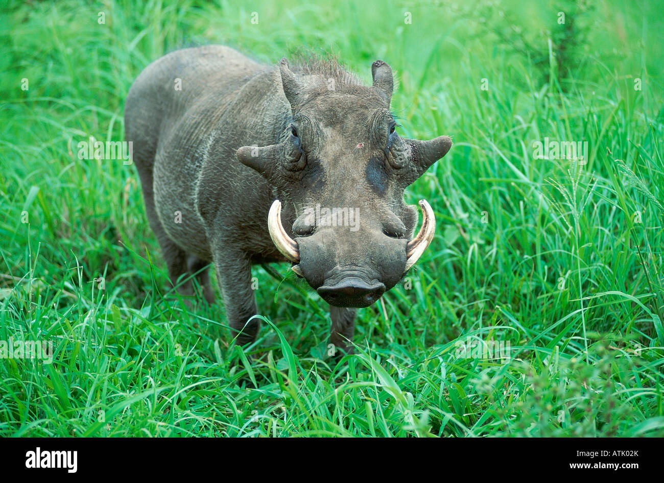 Wart hog phacochoerus aethiopicus adult hi-res stock photography and ...