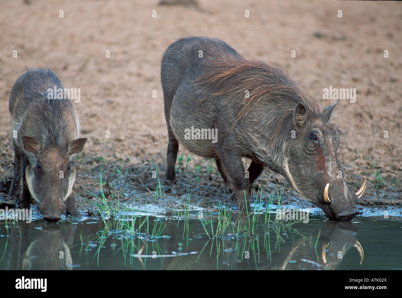 Wart hog phacochoerus aethiopicus adult hi-res stock photography and ...
