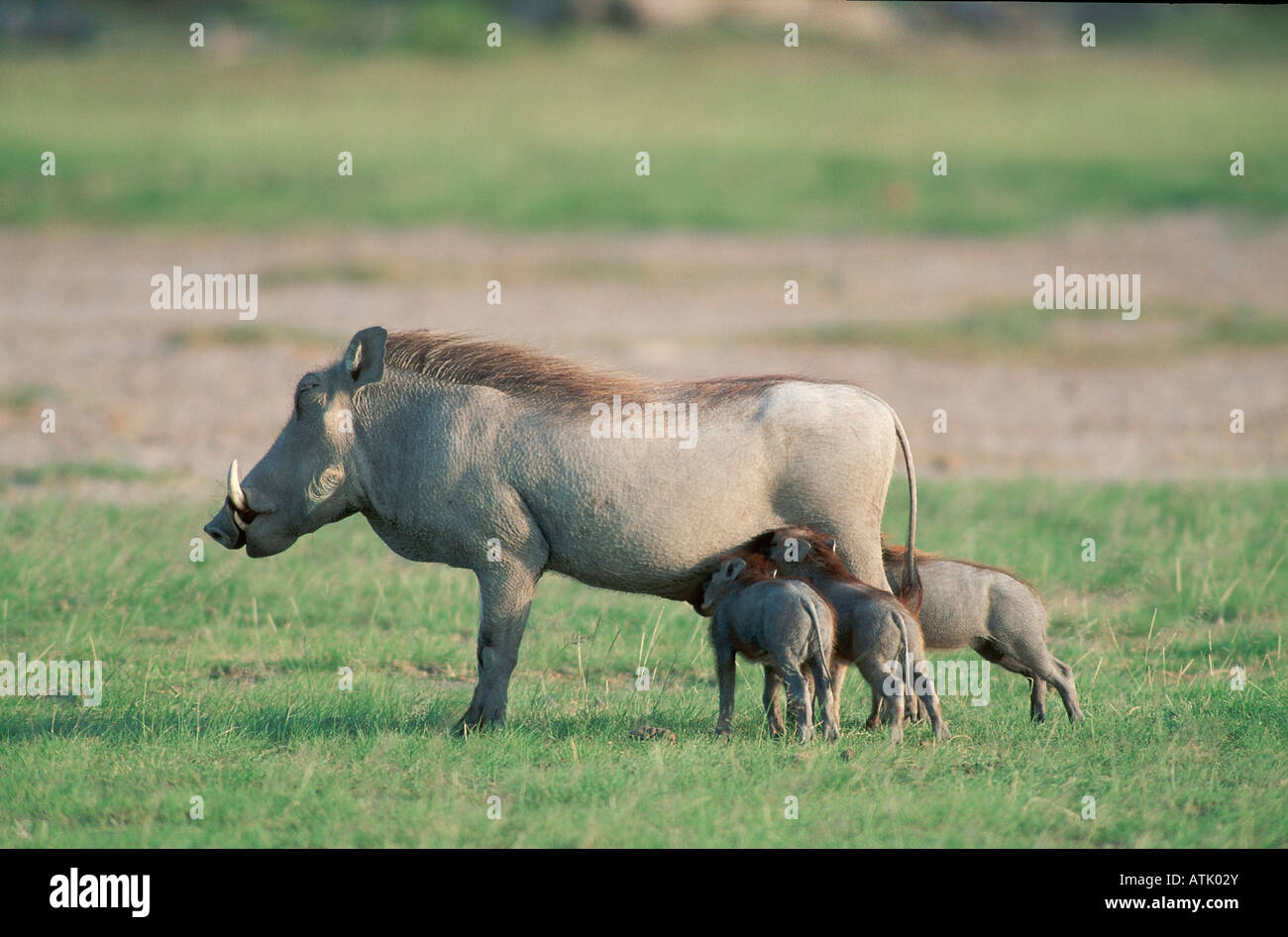 Female wart hog hi-res stock photography and images - Alamy