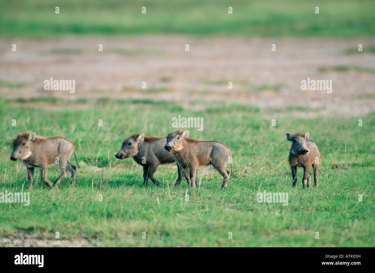 Hog family hi-res stock photography and images - Alamy