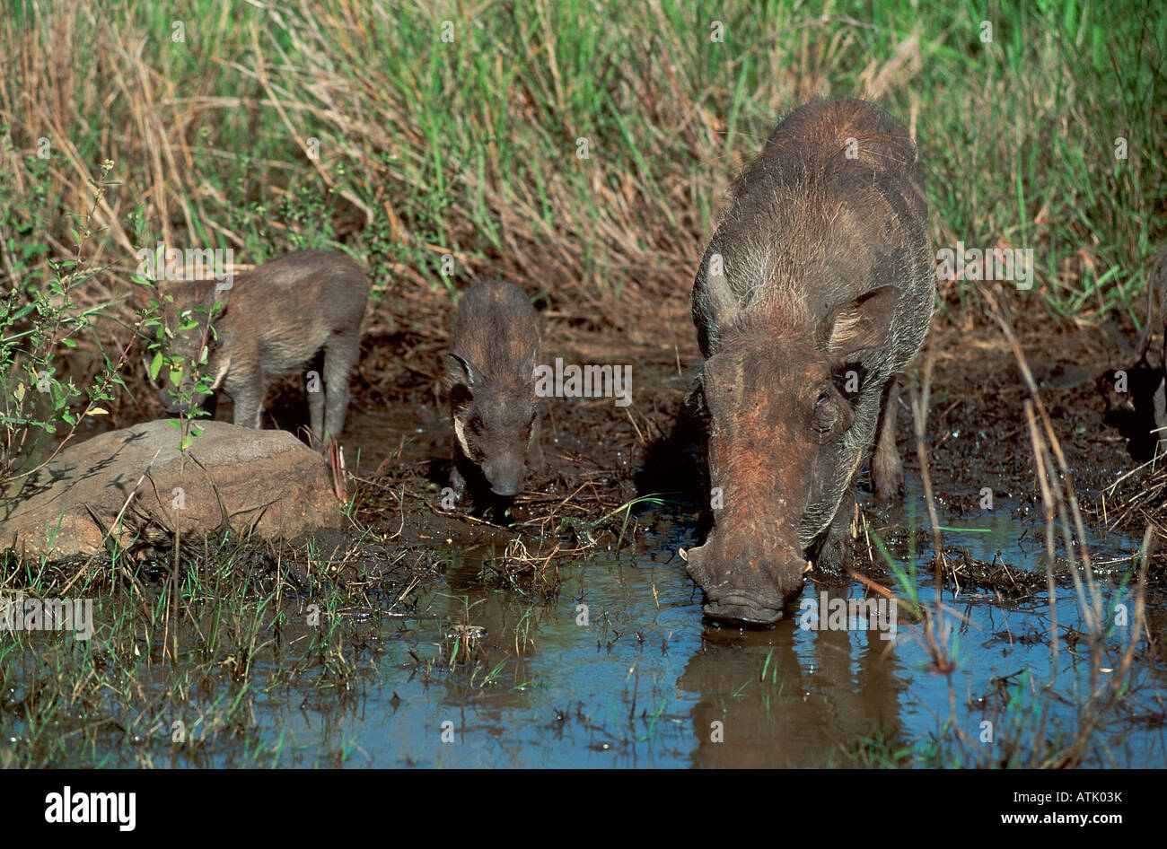 Wart hog drinking hi-res stock photography and images - Alamy