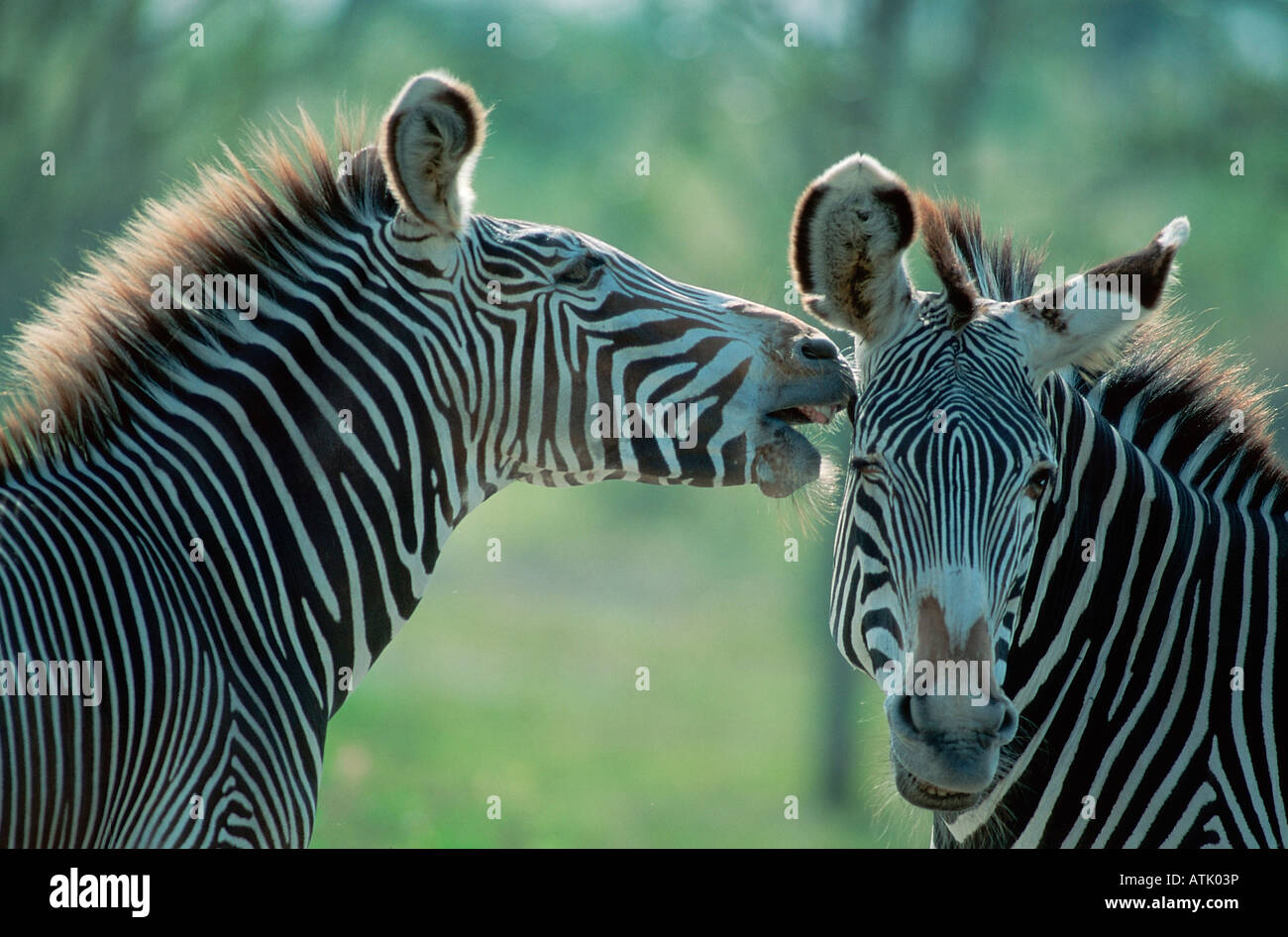 Grevy's Zebra / Grevy-Zebra Stock Photo - Alamy