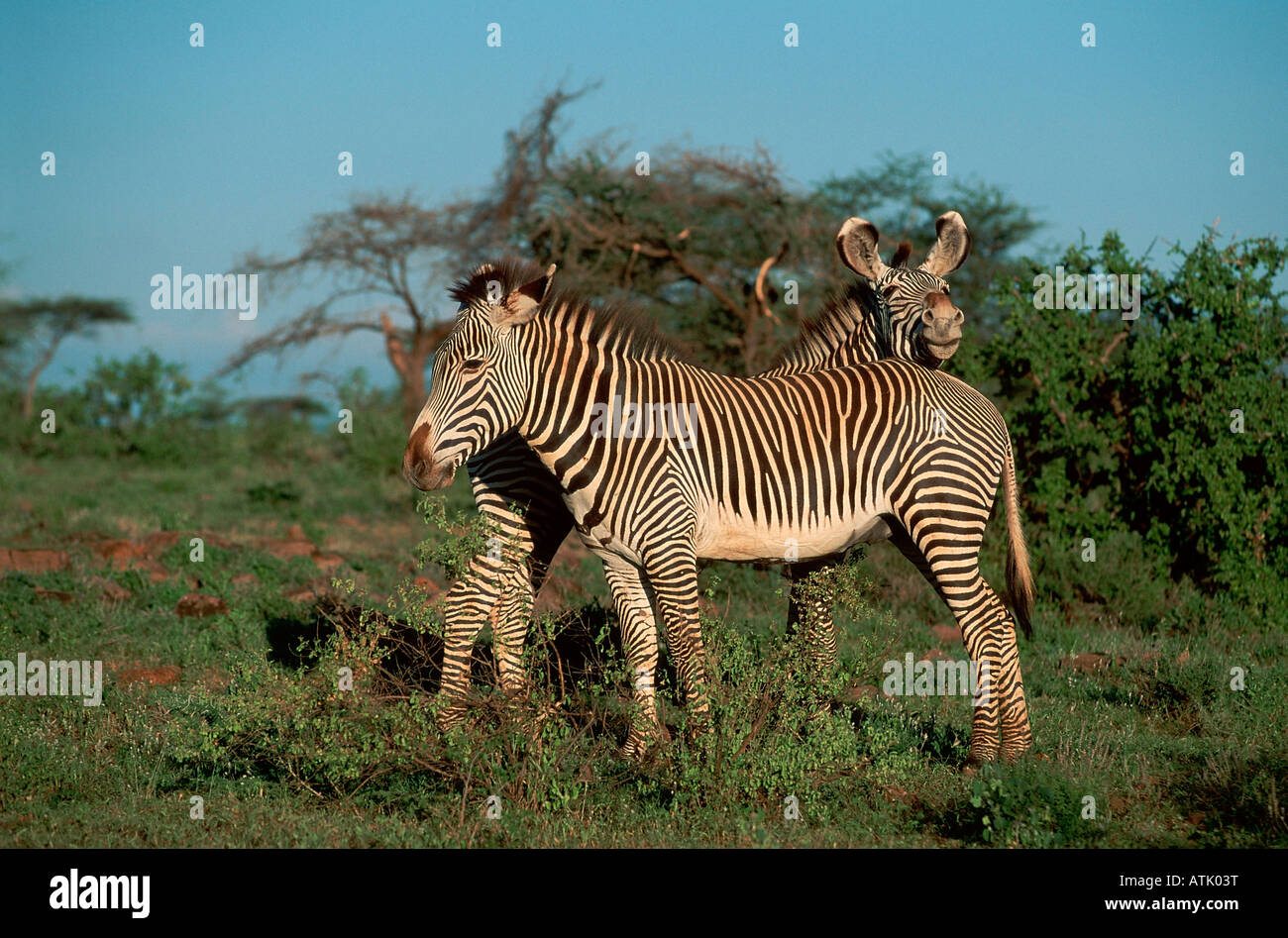 Grevy hi-res stock photography and images - Alamy