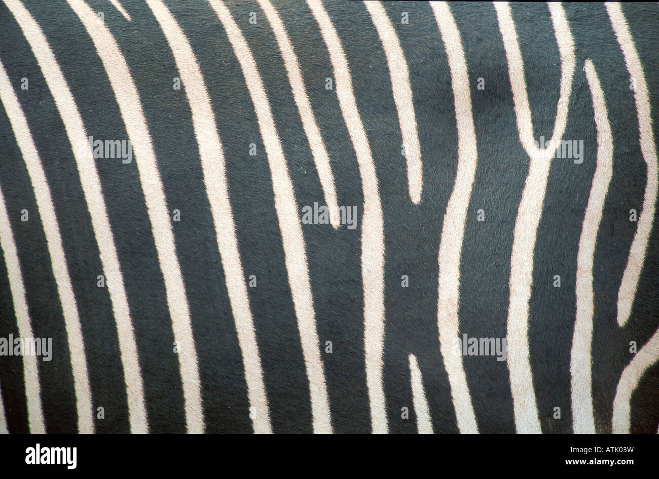 Grevy's Zebra / Grevy-Zebra Stock Photo - Alamy
