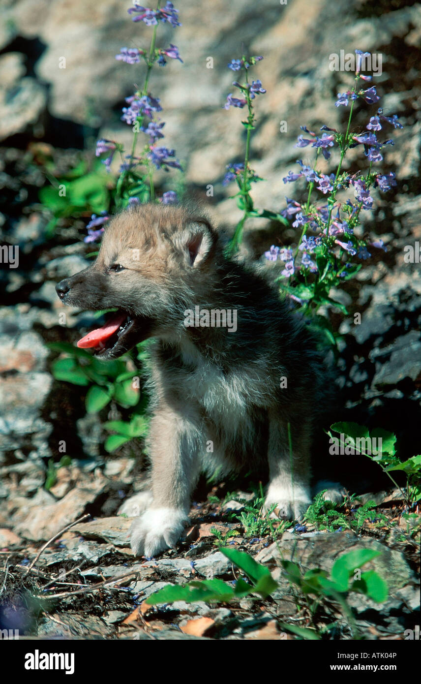 Young wolf panting hi-res stock photography and images - Alamy