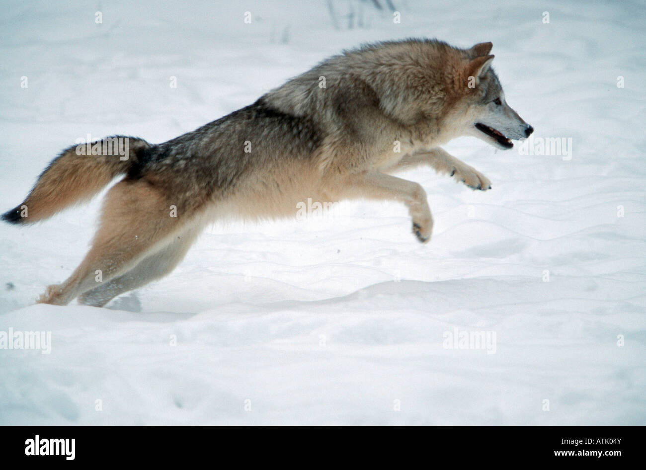 Wolf jumping hi-res stock photography and images - Alamy