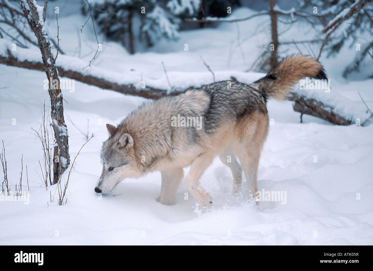 Wolf sniffing snow hi-res stock photography and images - Alamy
