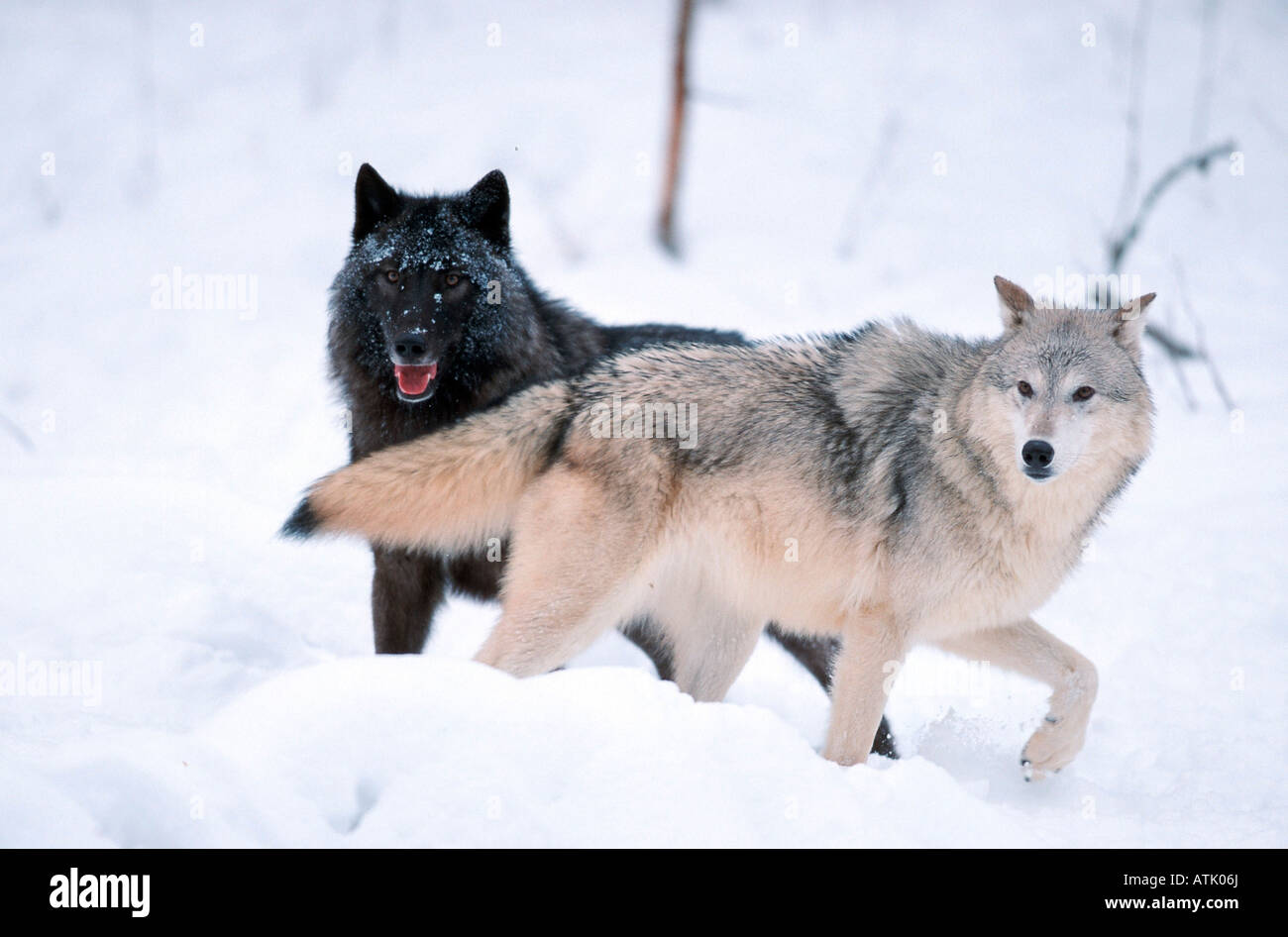 Black wolf hi-res stock photography and images - Alamy