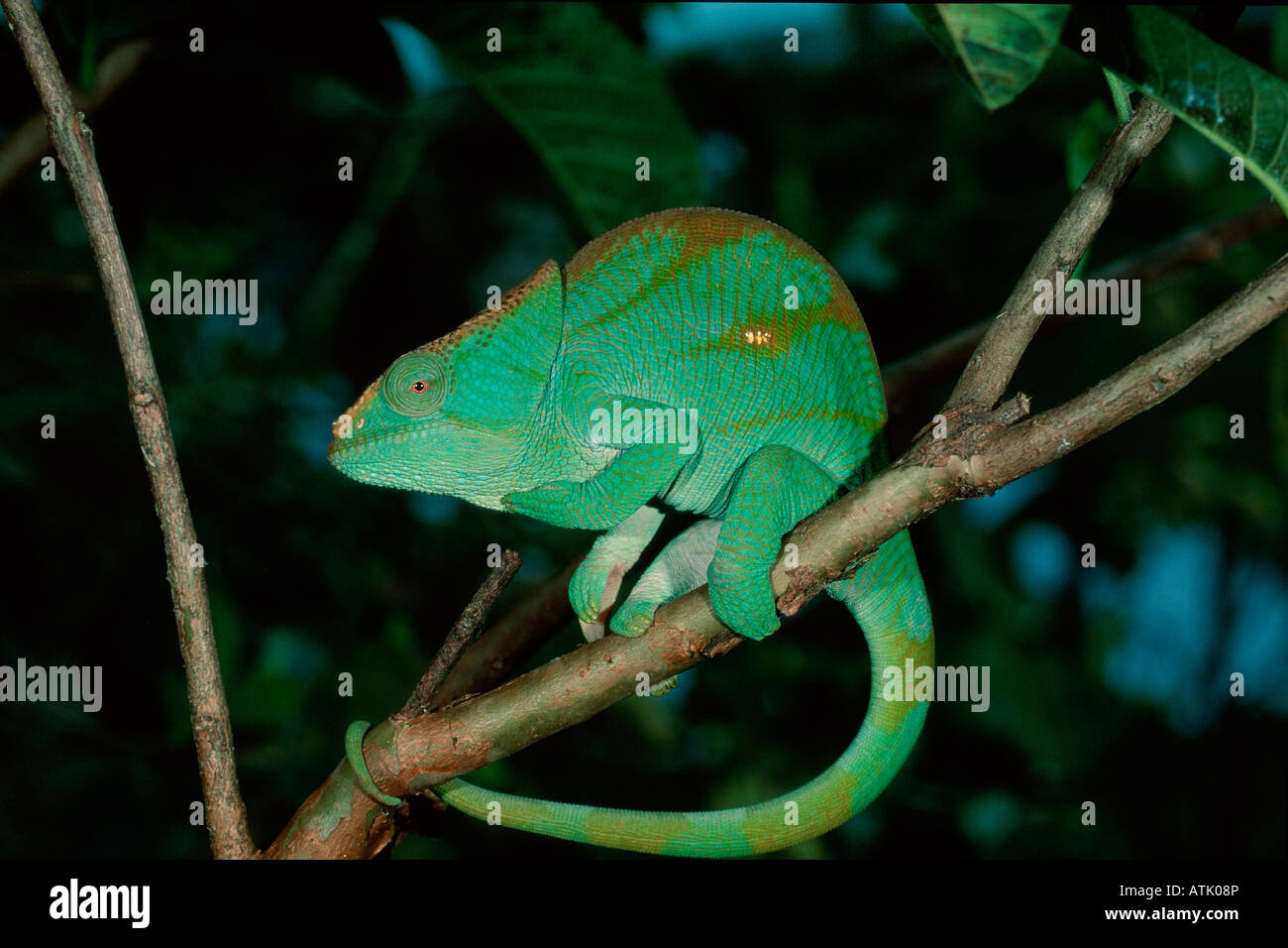 Parson's Chameleon / Parsons Chamaeleon Stock Photo - Alamy