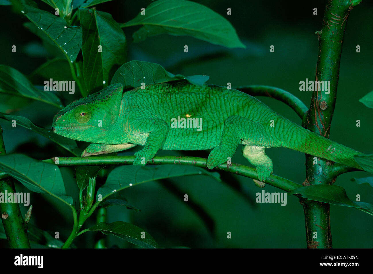 Parson's Chameleon / Parsons Chamaeleon Stock Photo - Alamy