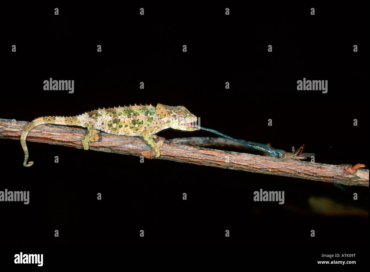 Short horned chameleon calumma brevicornis hi-res stock photography and ...