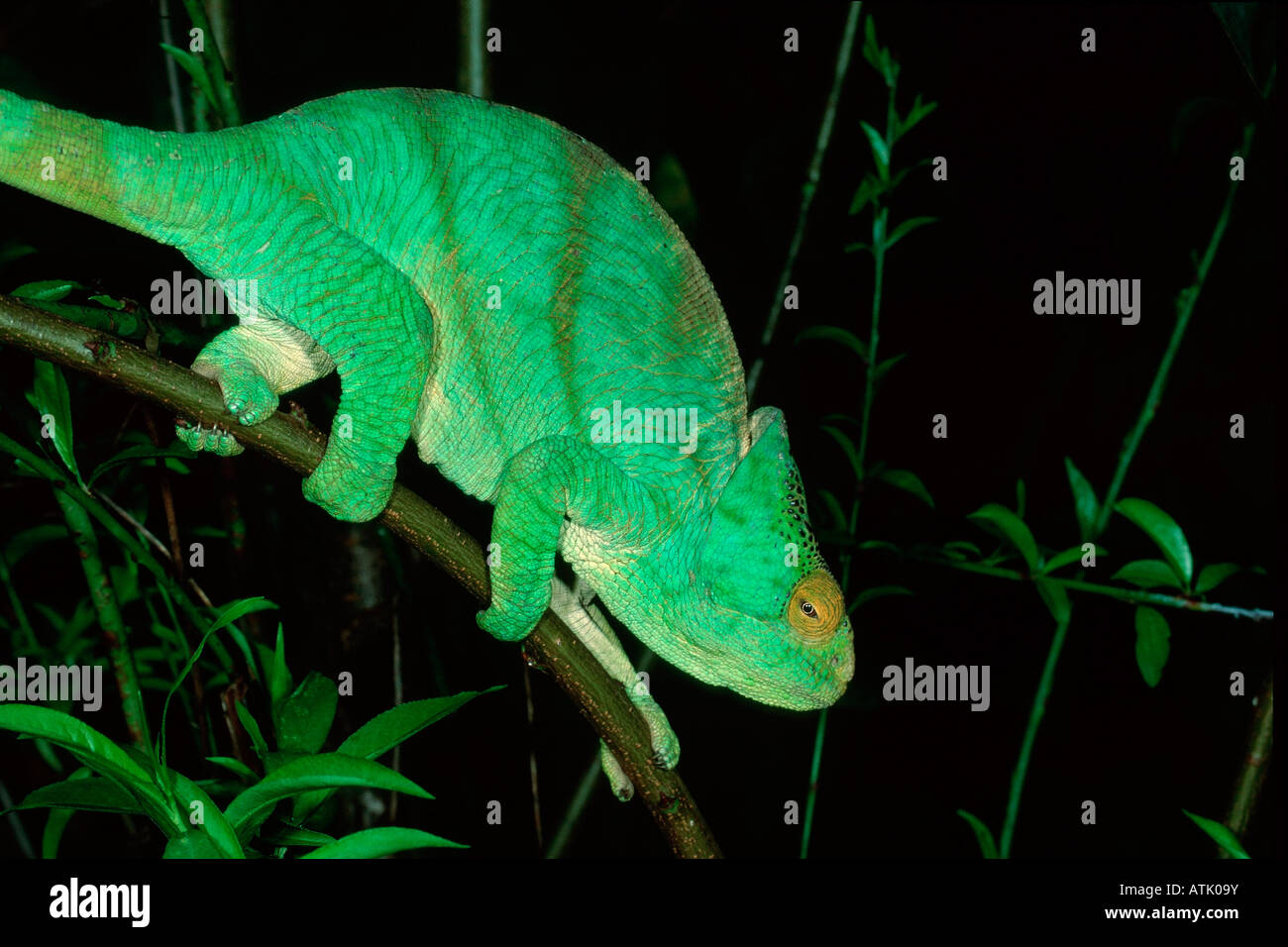 Parsons chamaeleon hi-res stock photography and images - Alamy