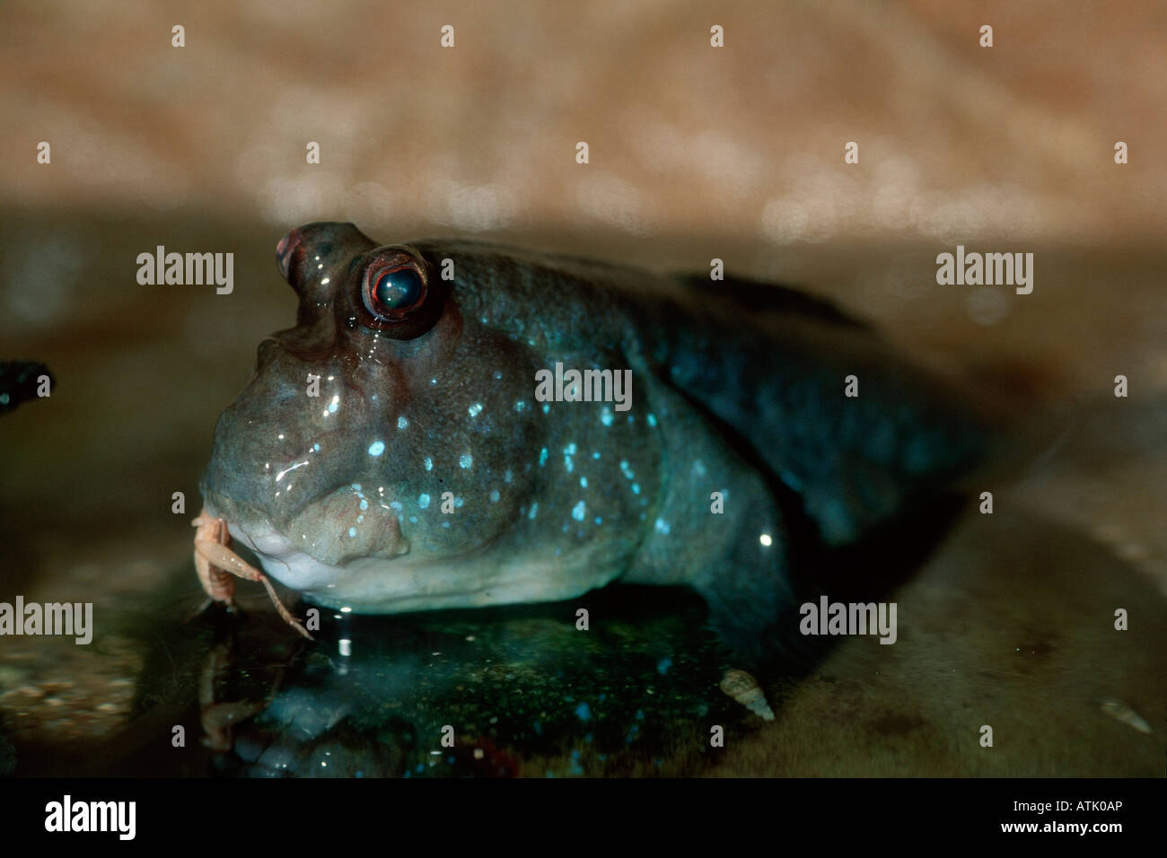 Mudhopper / Mudskipper / Climbing-fish Stock Photo - Alamy