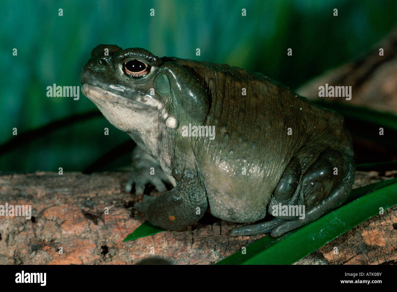 Colorado River Toad High Resolution Stock Photography and Images - Alamy