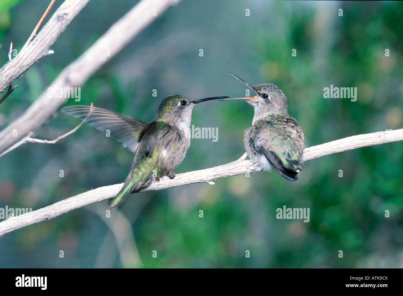 Adult and young hummingbirds hi-res stock photography and images - Alamy