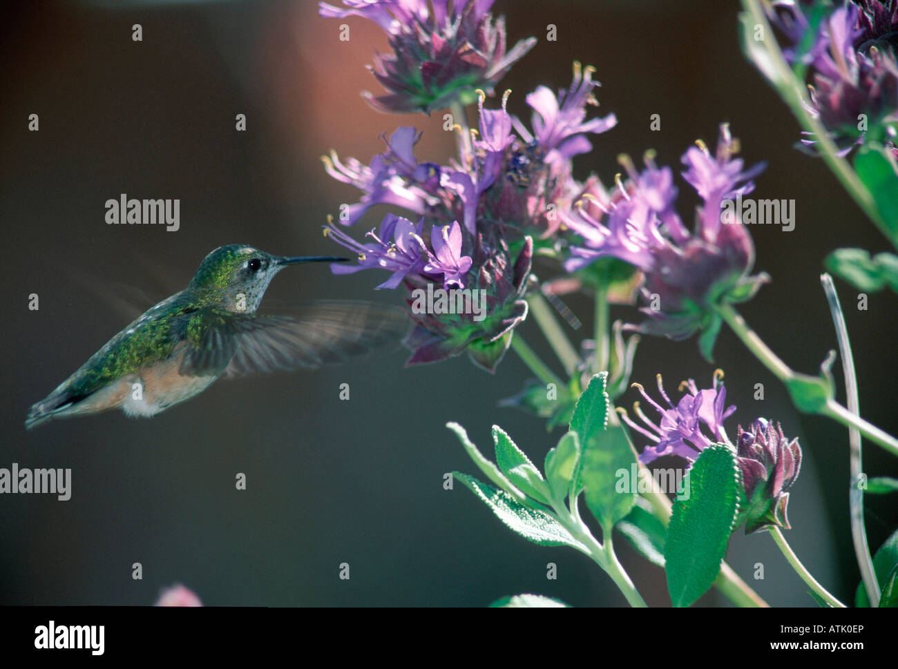 Calliope hummingbirds hi-res stock photography and images - Alamy