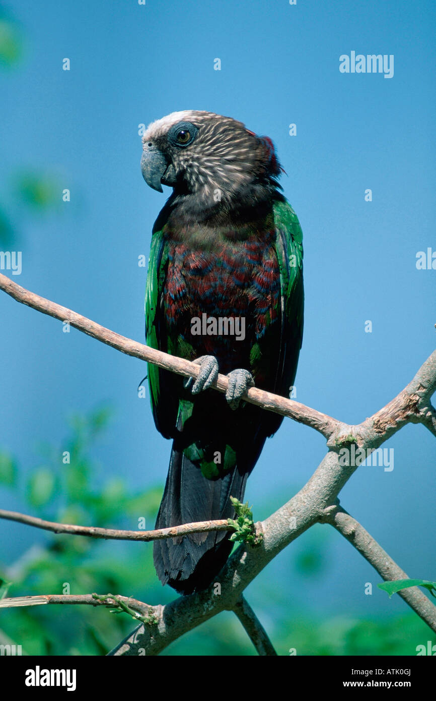 Hawk headed parrot hi-res stock photography and images - Alamy