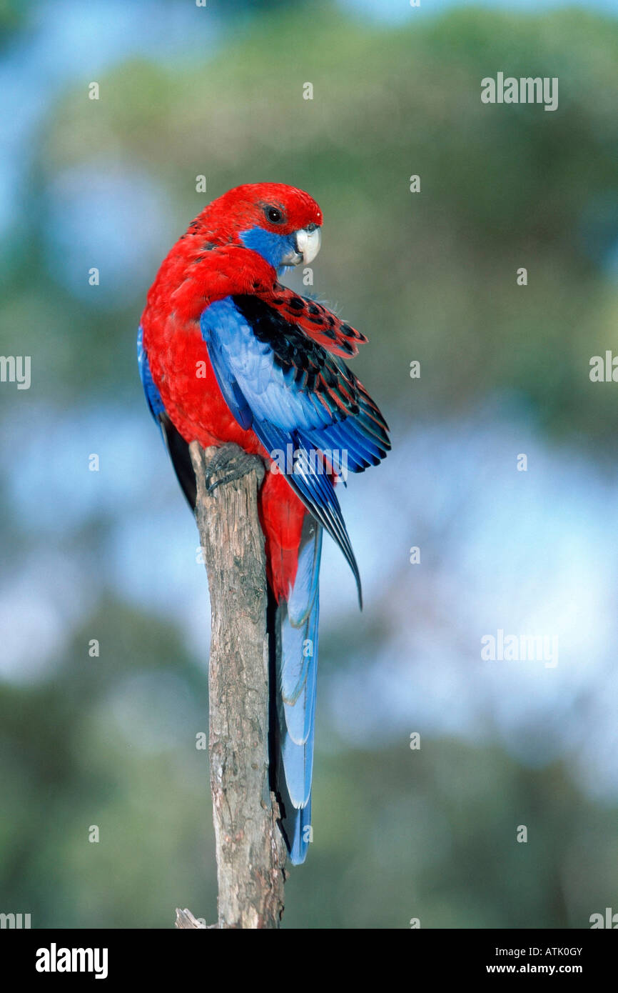 Pennants rosella platycercus hi-res stock photography and images - Alamy