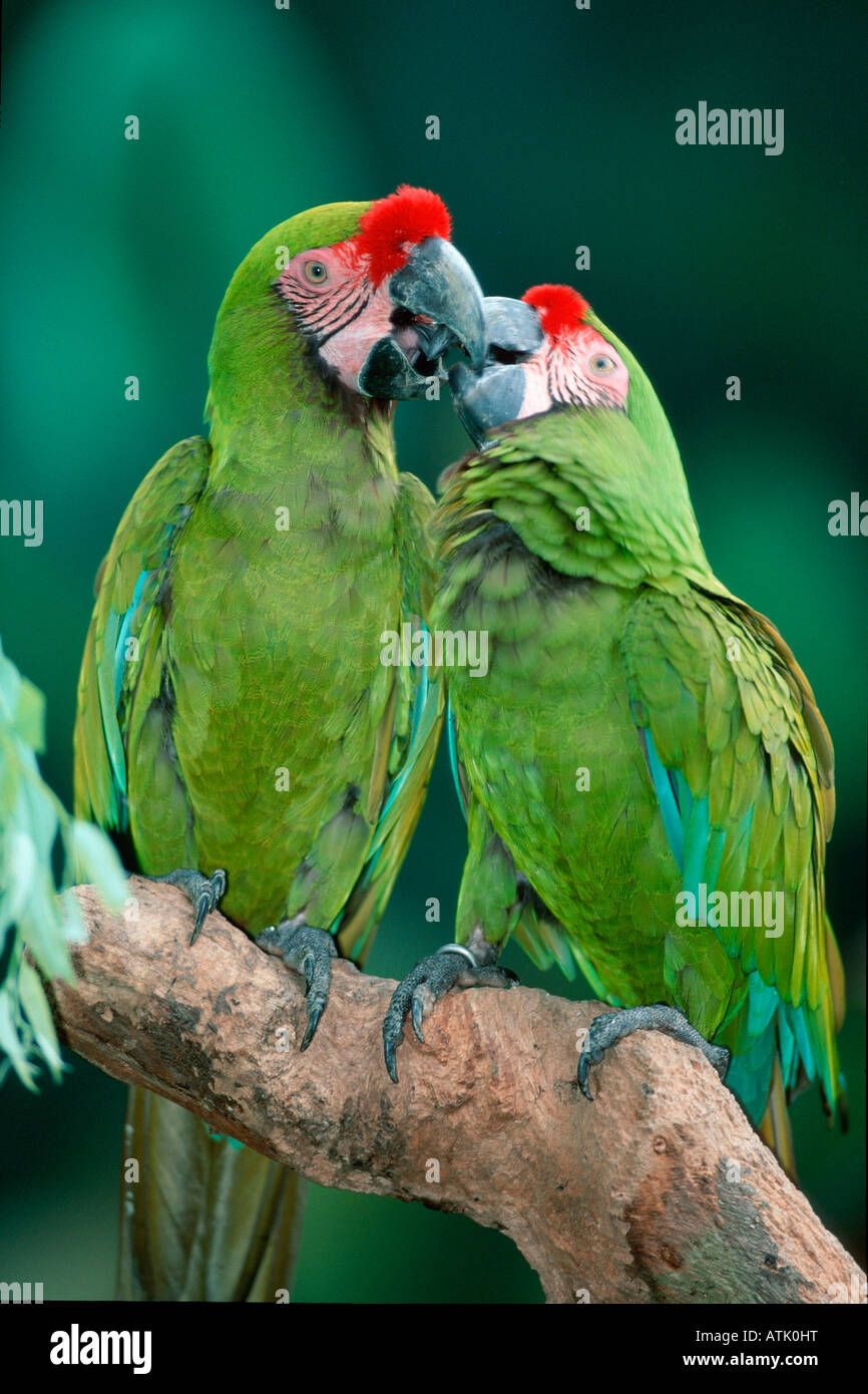Military macaw ara militaris adult hi-res stock photography and images ...