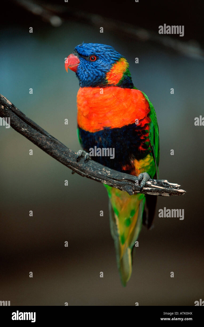 Red collared lorikeet parrot hi-res stock photography and images - Alamy