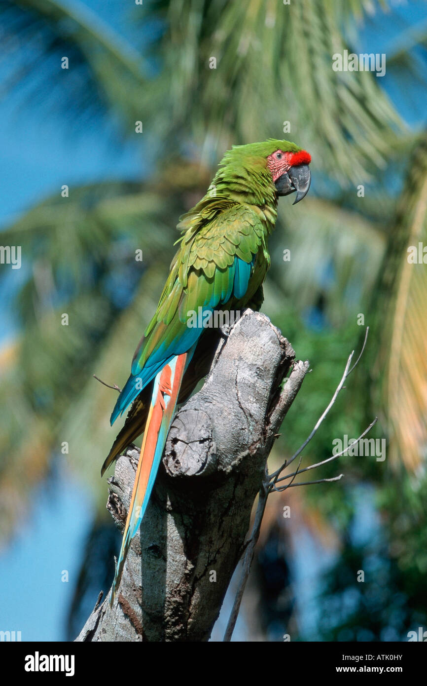 Buffon's Macaw / Great Green Macaw Stock Photo - Alamy