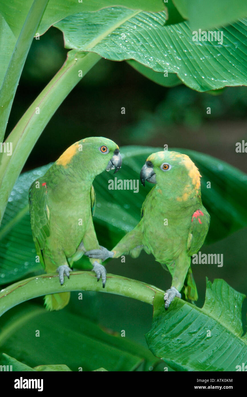 Yellow Naped Amazon Size
