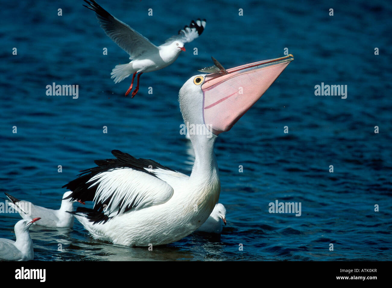 Australian pelican hunting fish hi-res stock photography and images - Alamy