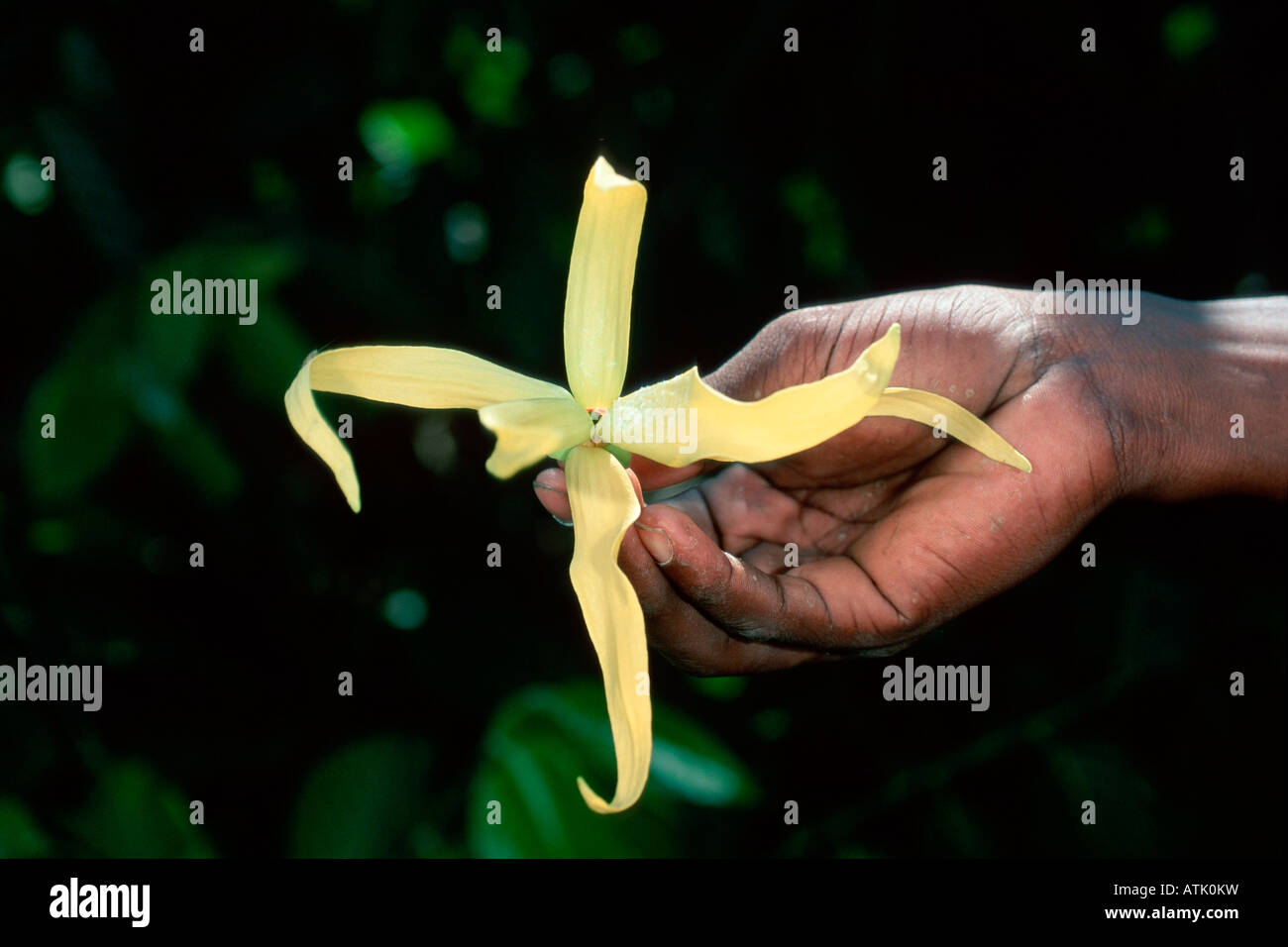 Ilang hi-res stock photography and images - Alamy