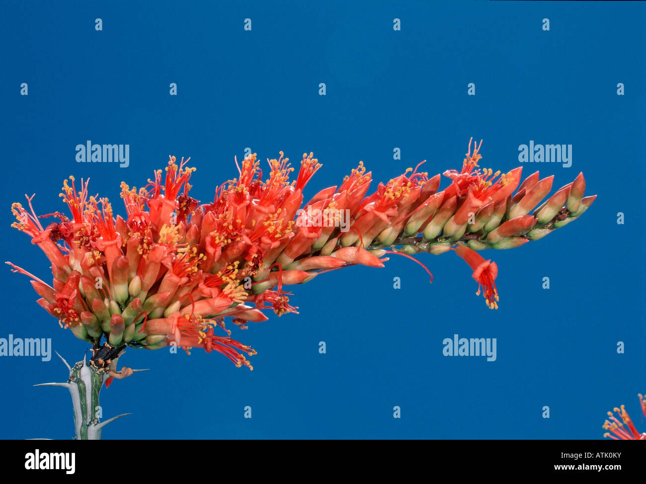 Ocotillo blossoms hi-res stock photography and images - Alamy