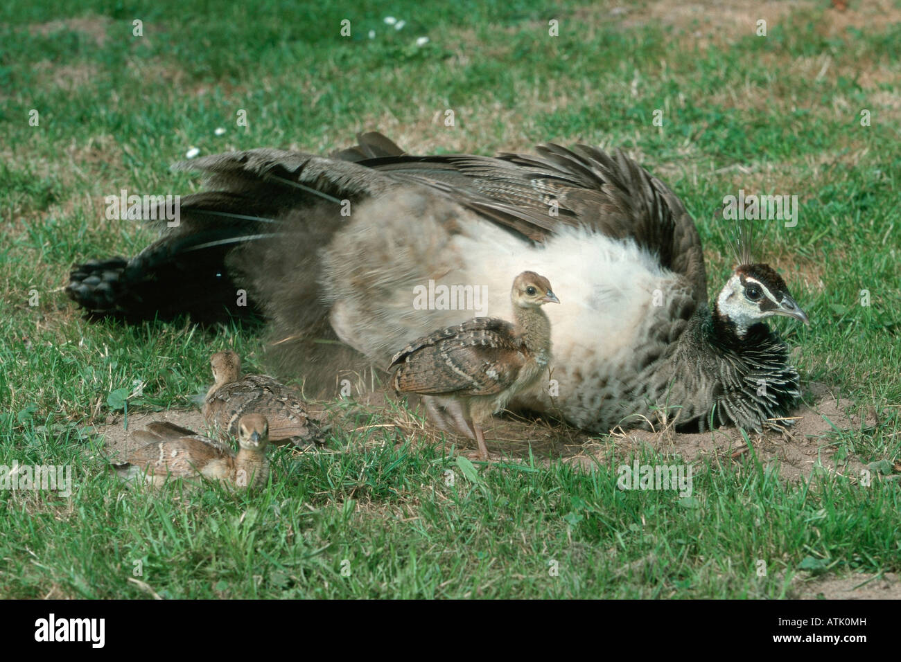 Peacock chick hi-res stock photography and images - Alamy