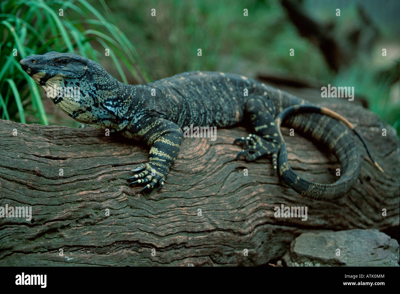 Common Tree Monitor / Lace Monitor Stock Photo - Alamy