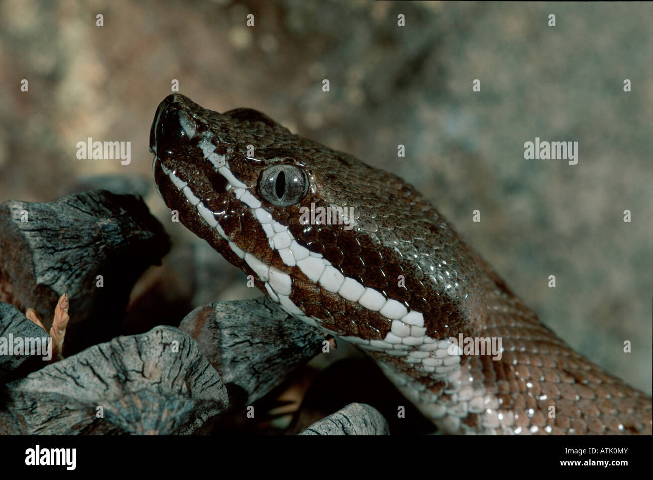 Arizona Ridge-nosed Rattlesnake Stock Photo - Alamy