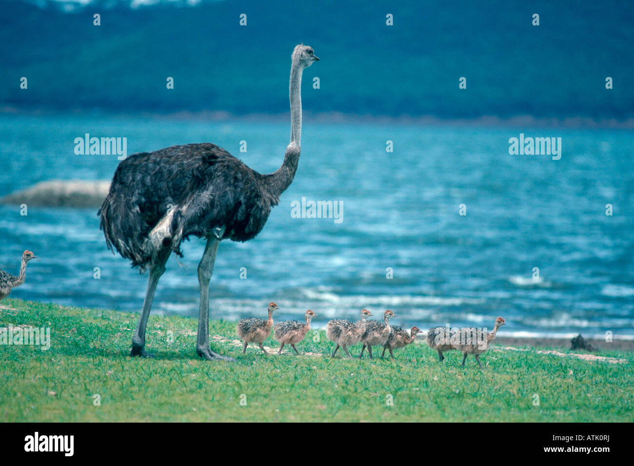 South African Ostrich Stock Photo - Alamy