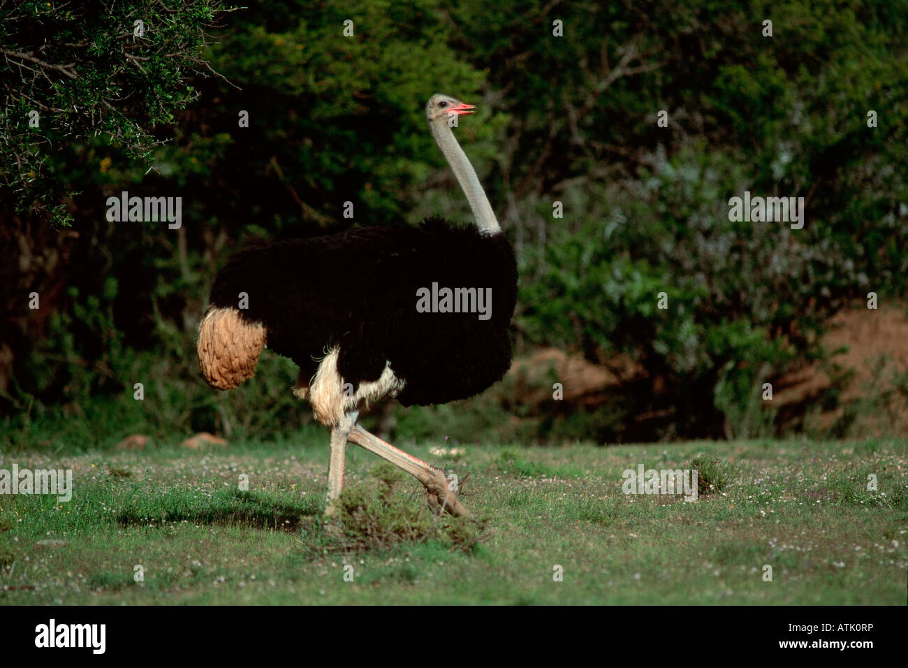 South African Ostrich Stock Photo - Alamy