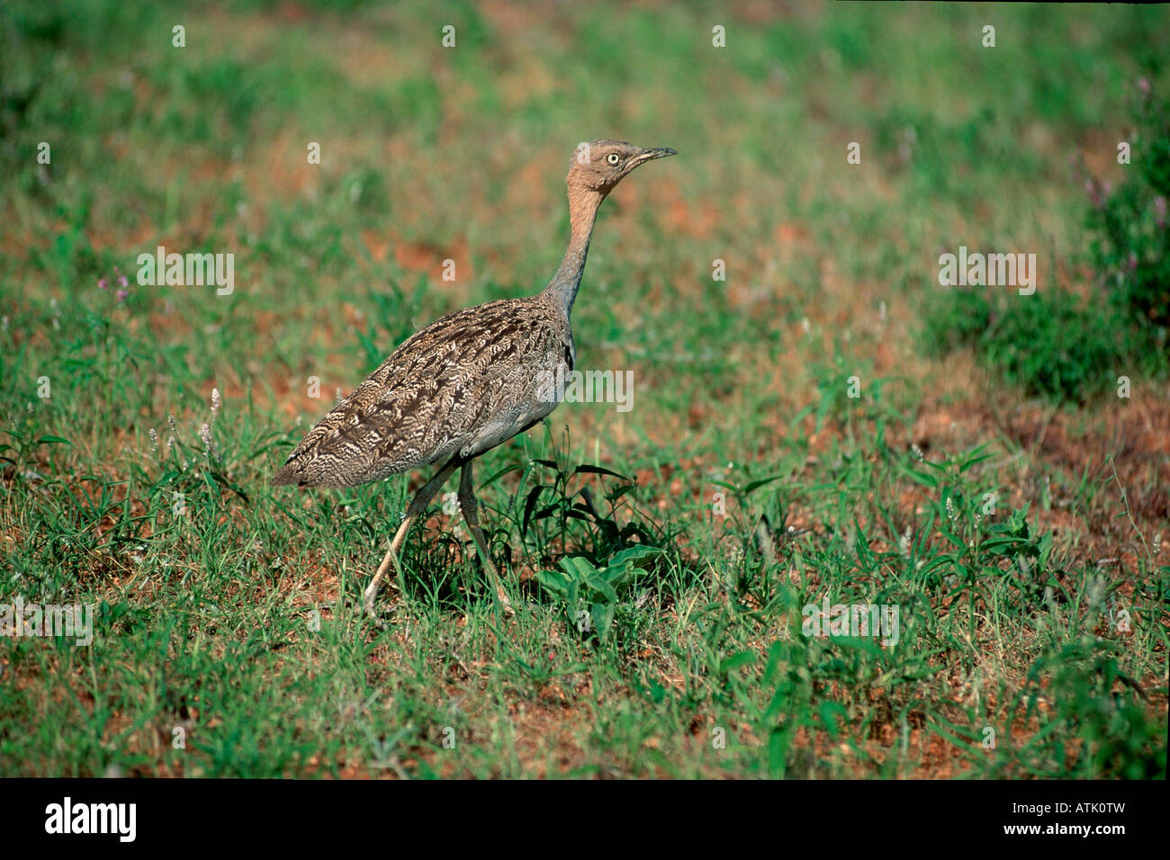 Red crested bustard hi-res stock photography and images - Alamy
