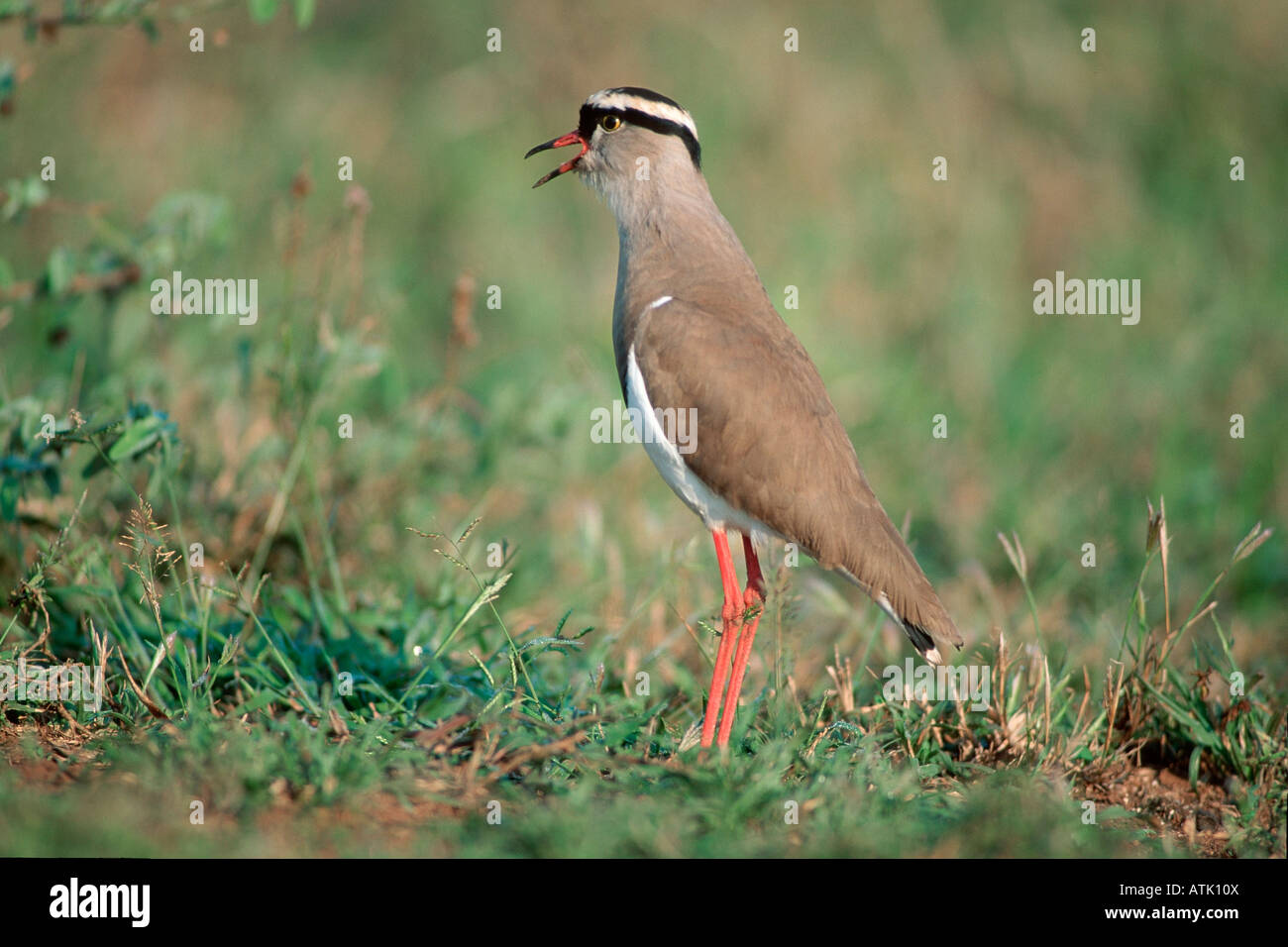 Ploversamburu hi-res stock photography and images - Alamy