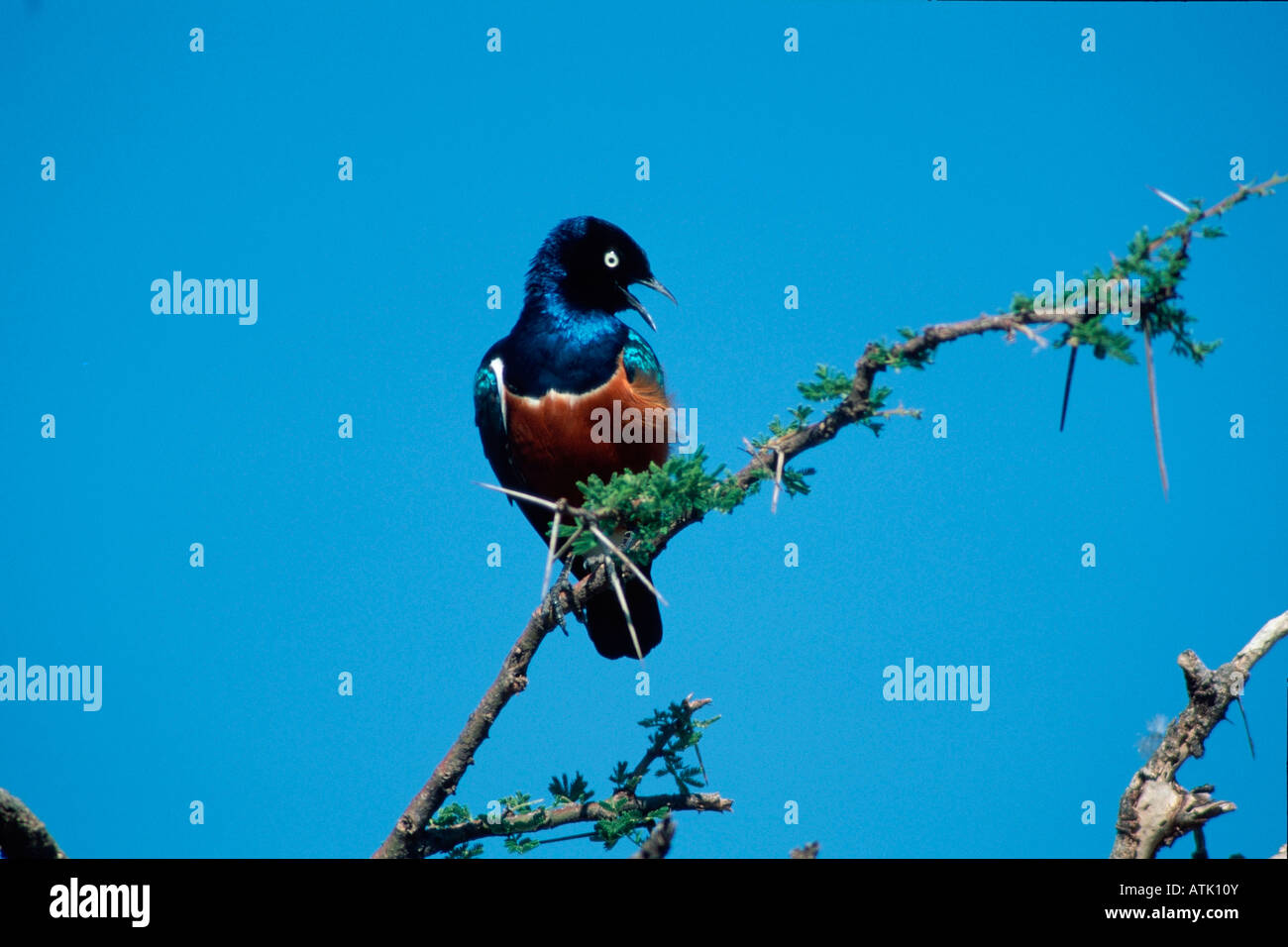 Adult superb starling hi-res stock photography and images - Alamy