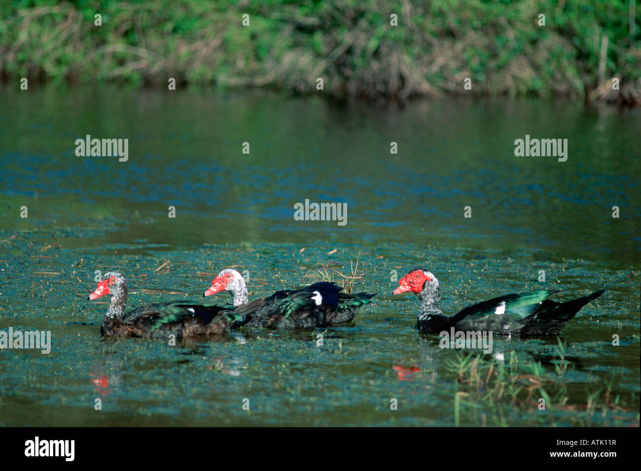 Moscovy ducks hi-res stock photography and images - Alamy