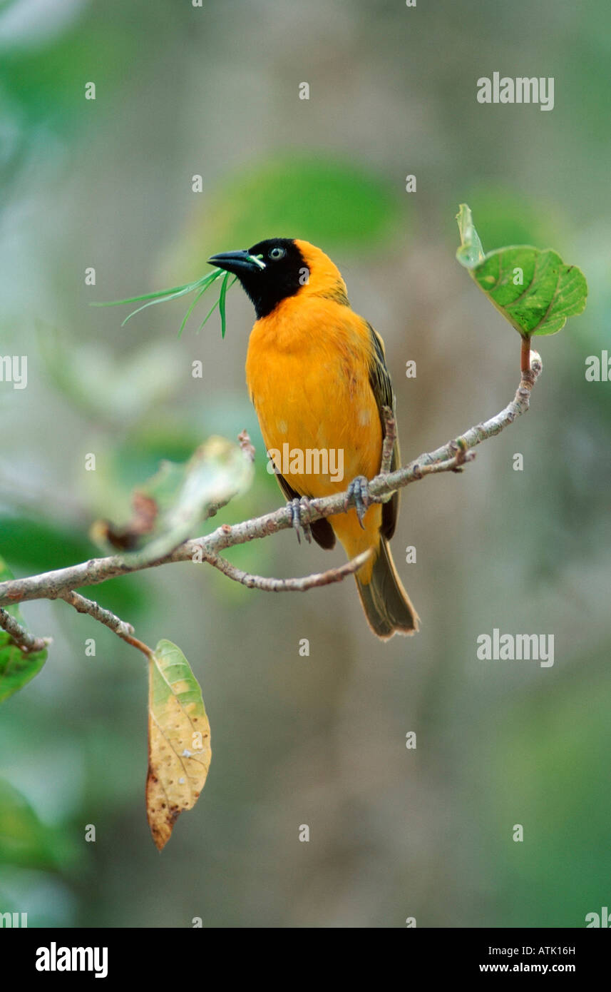 Male lesser masked weaver hi-res stock photography and images - Alamy