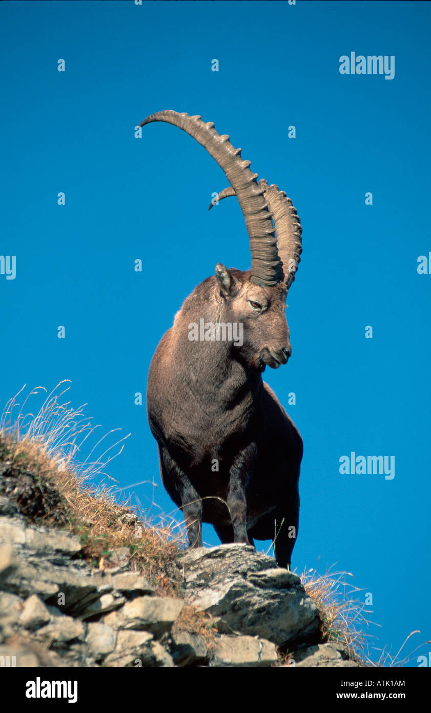 Male alpine ibex standing on hi-res stock photography and images - Alamy