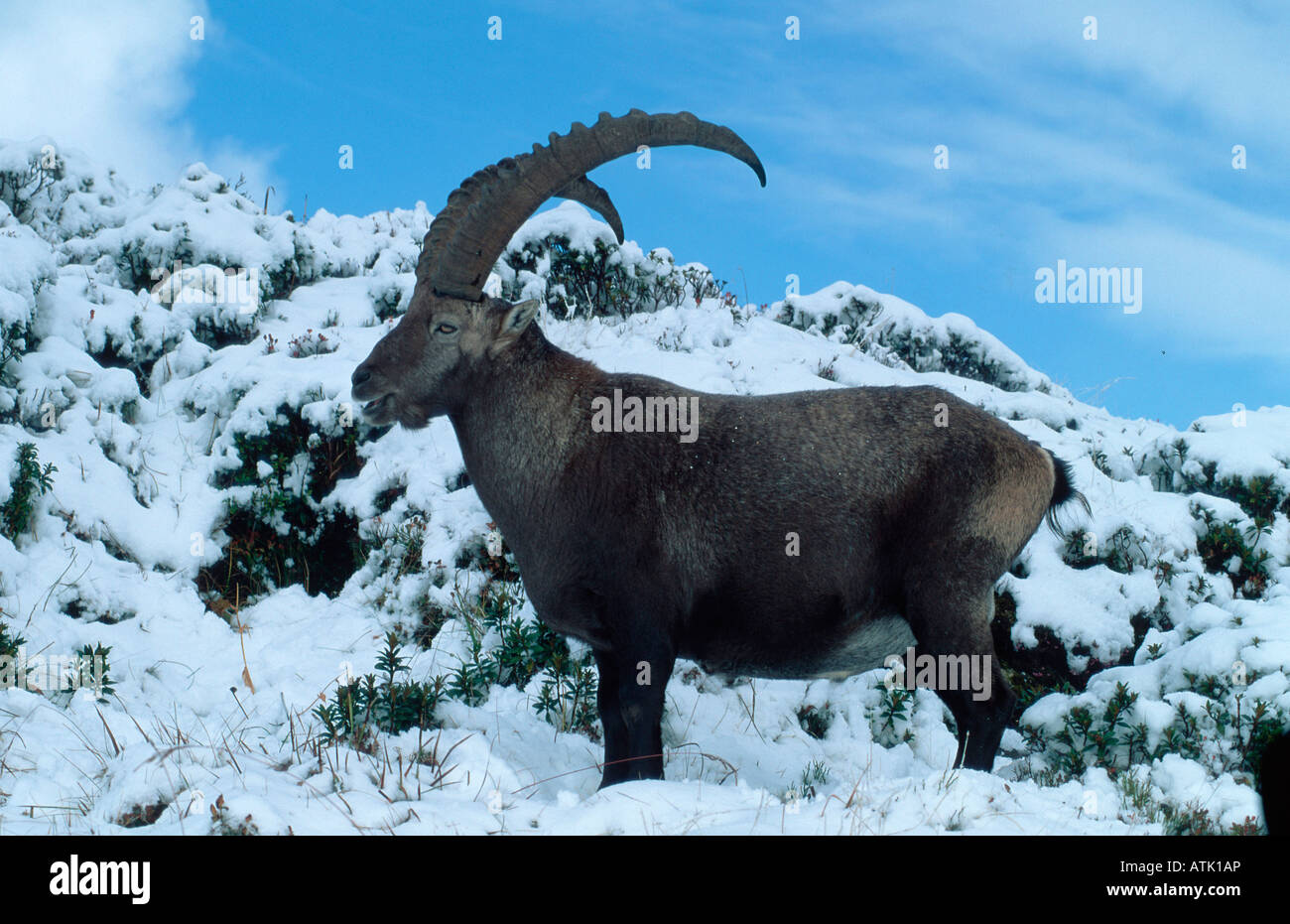 Male alpine ibex standing on hi-res stock photography and images - Alamy