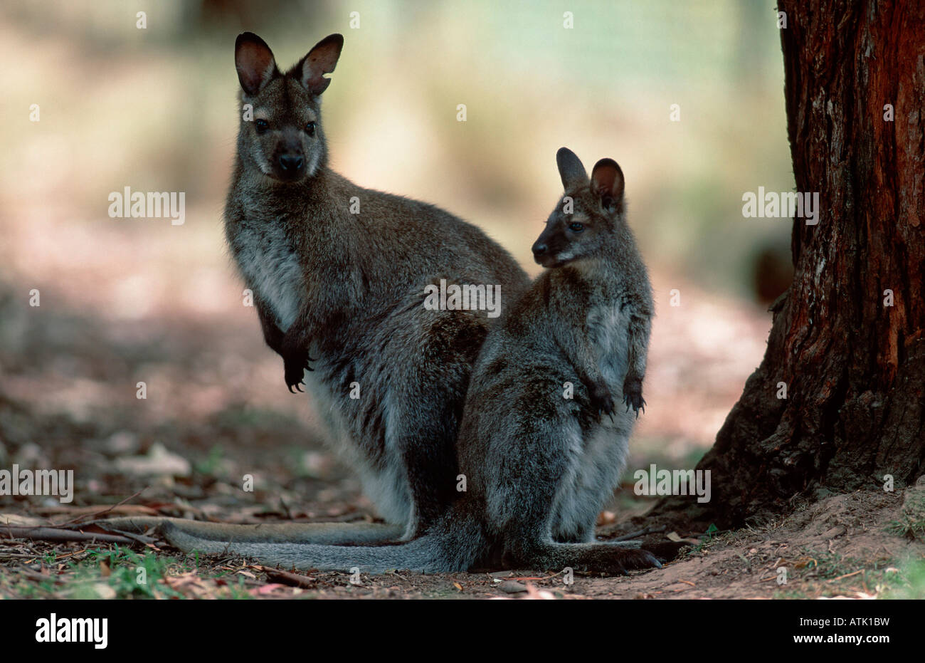 Adult wallaroo hi-res stock photography and images - Alamy