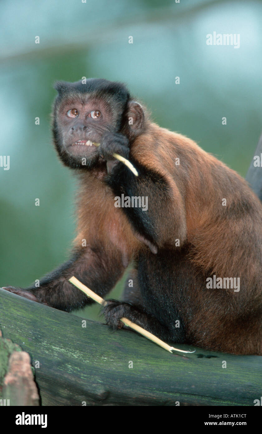 Weeper Capuchin / Wedge-capped Capuchin Stock Photo - Alamy