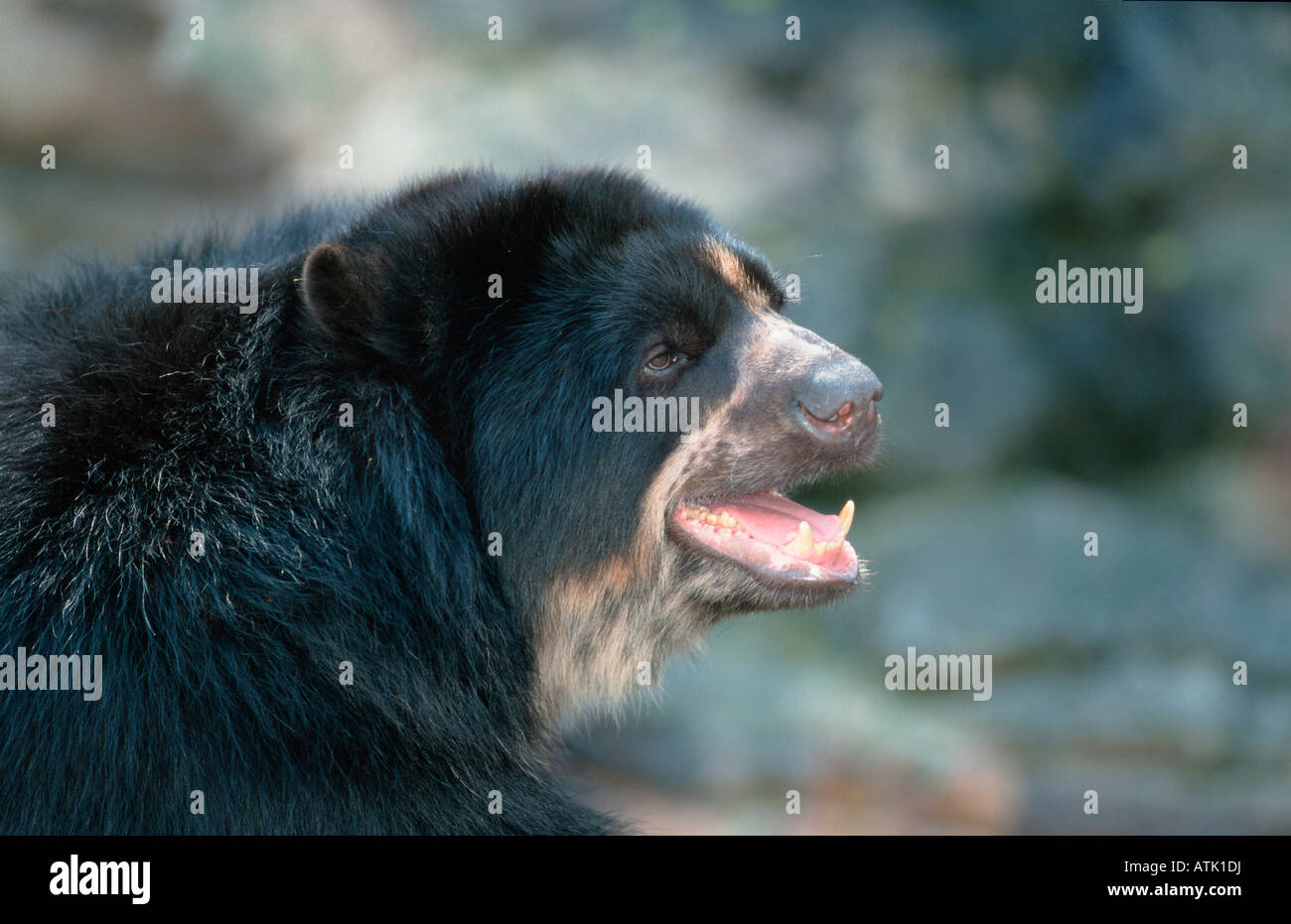 Spectacled Bear / Andean Bear Stock Photo - Alamy