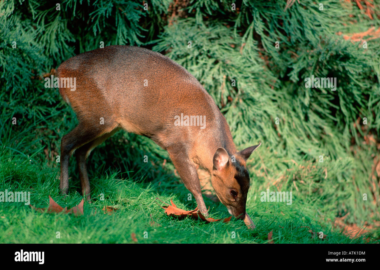 Muntjak muntiacus muntjak hi-res stock photography and images - Alamy