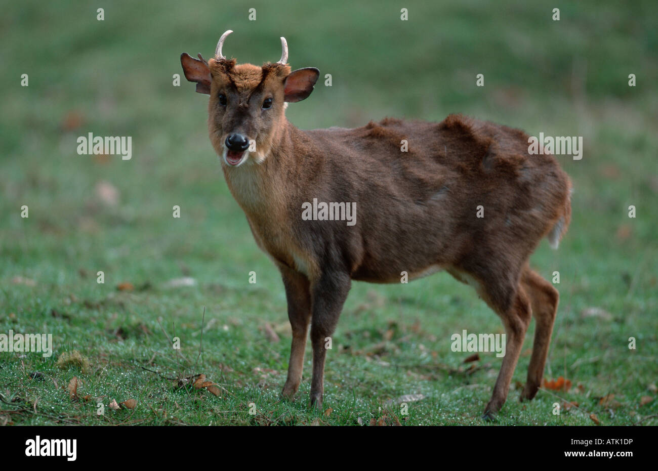 Chinese muntjak hi-res stock photography and images - Alamy