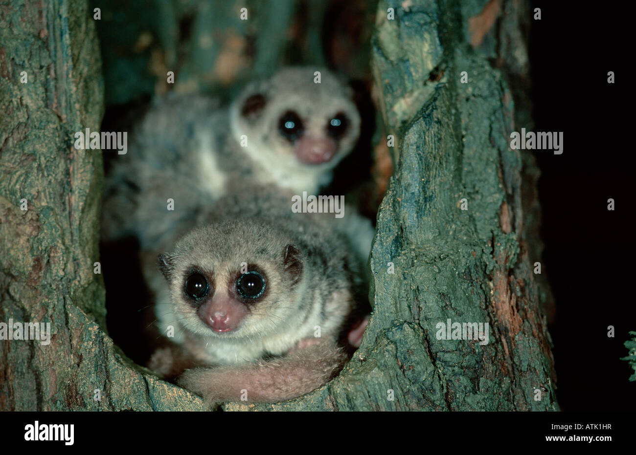 Lesser Dwarf Lemur Stock Photo - Alamy