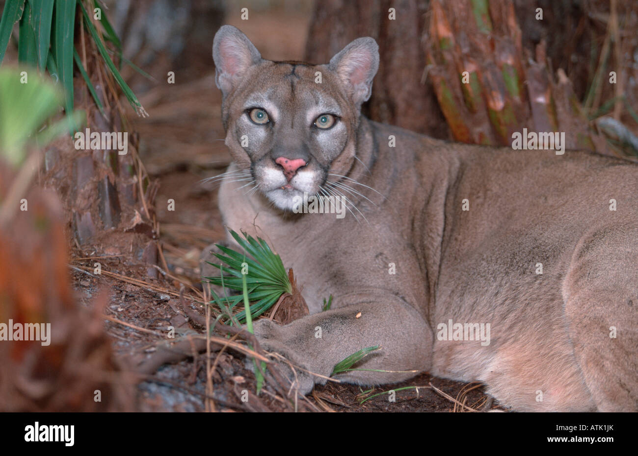 Florida Panther Animals High Resolution Stock Photography and Images ...