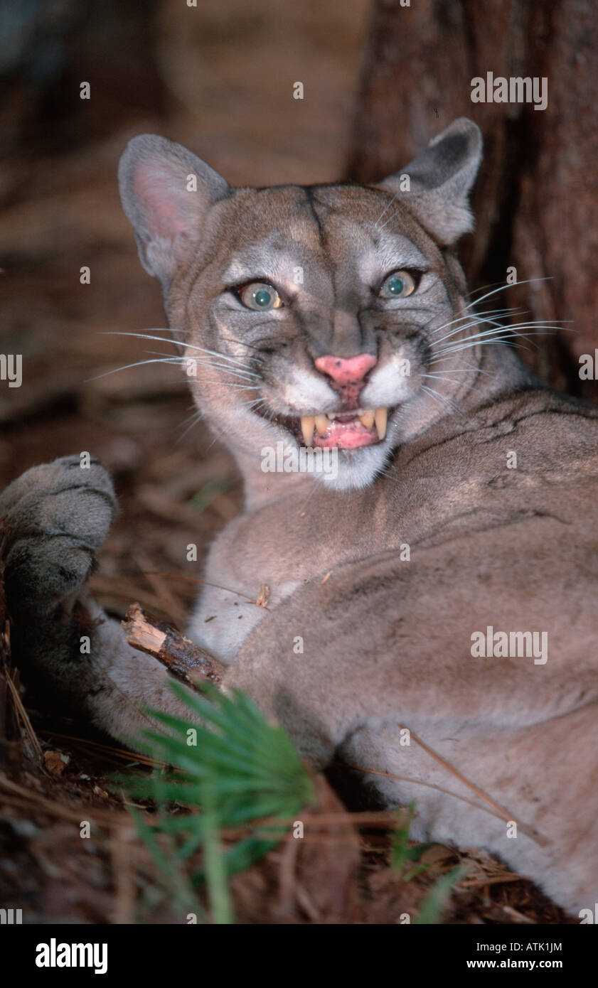 Florida panther animals hi-res stock photography and images - Alamy