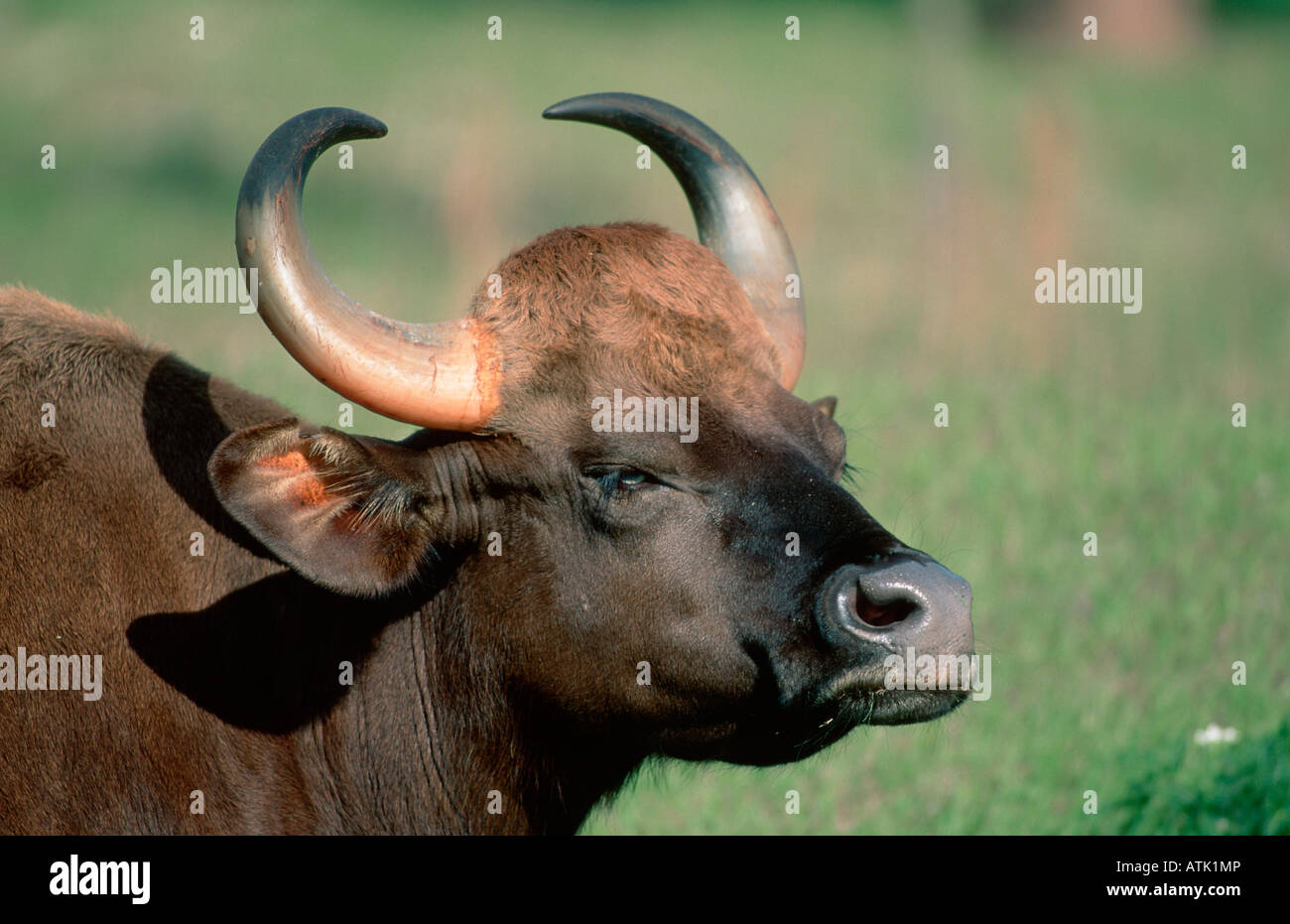 Female gaur hi-res stock photography and images - Alamy